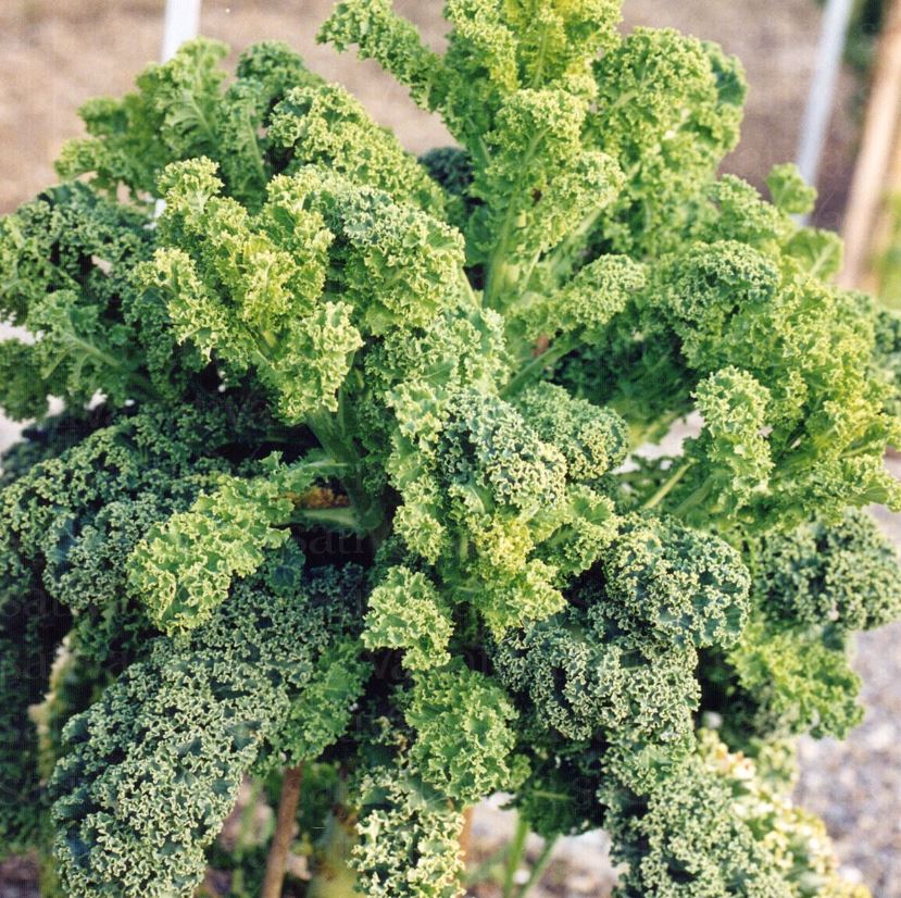 Bio Saatgut - Federkohl "Ostfriesische Palme" | Gewürze der Welt
